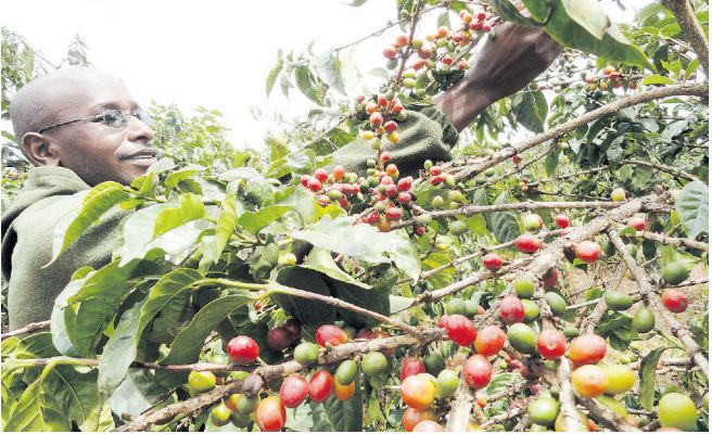 Small-scale farmers to benefit from improved funding model - Smallscale ...